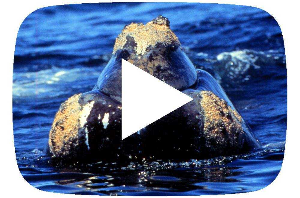 SONG OF THE WHALE – the inside story - Berthon International